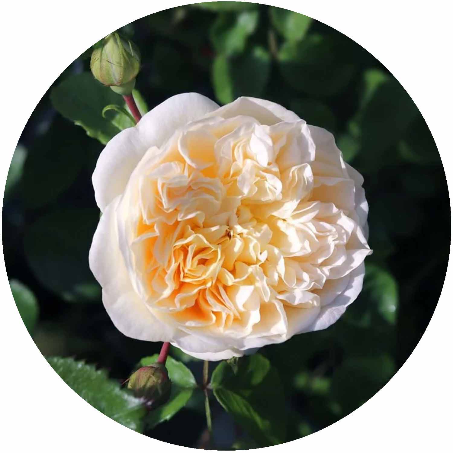 (HS) Champagne Moment