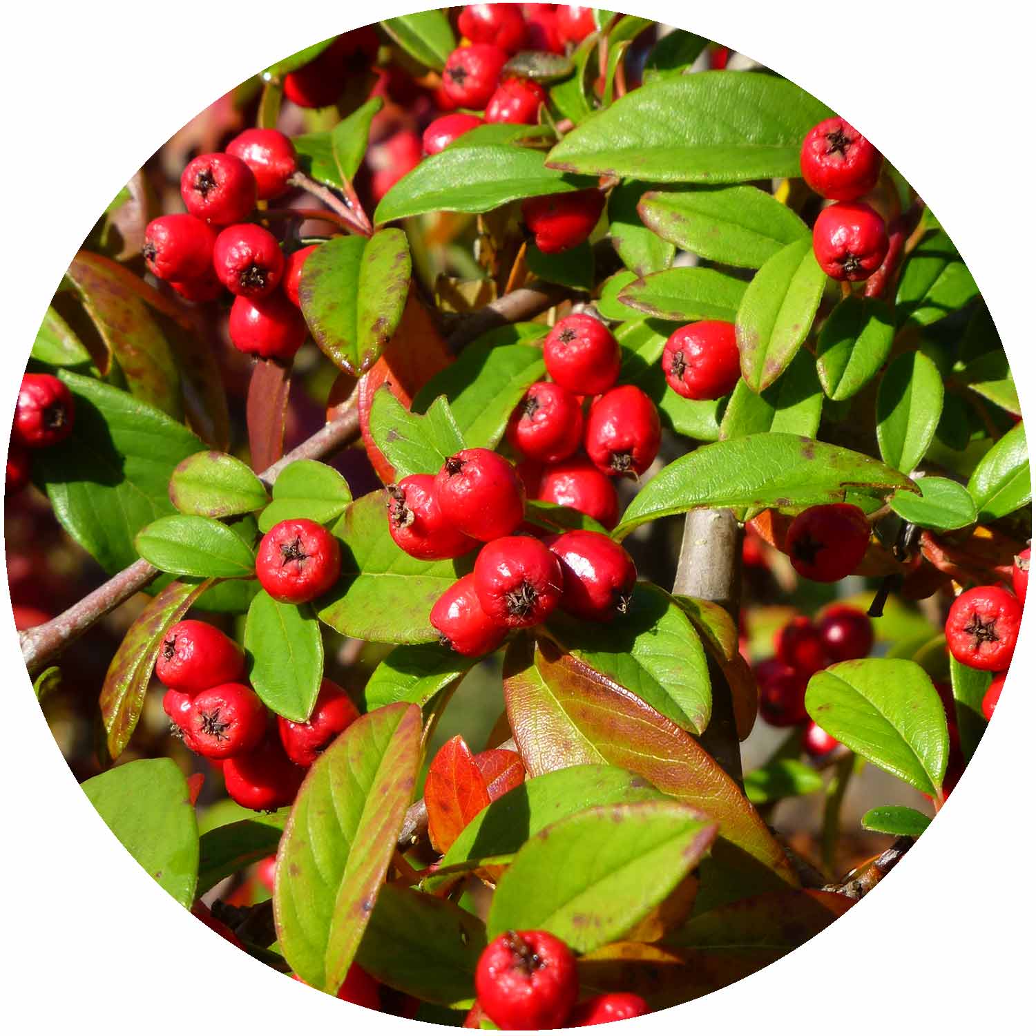 (R) Cotoneaster Hybridus Pendulus 10ltr