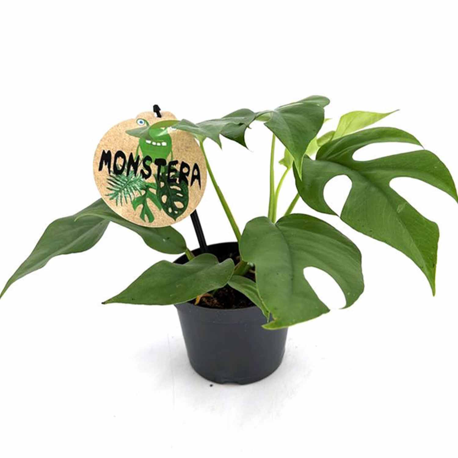 (MG) Monstera Minima Compact 12cm