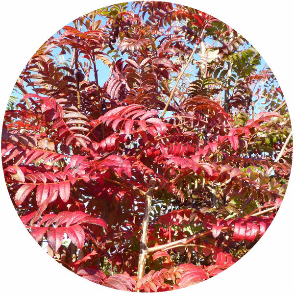 (R) Sorbus Joseph Rock 15ltr